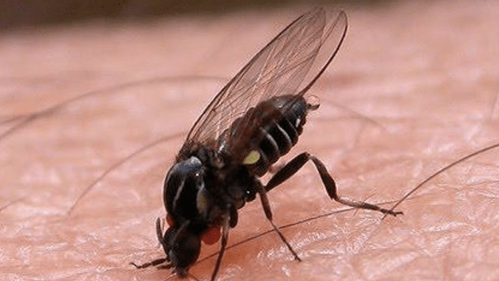 Alerta en España por la mosca negra: Prevención y riesgos